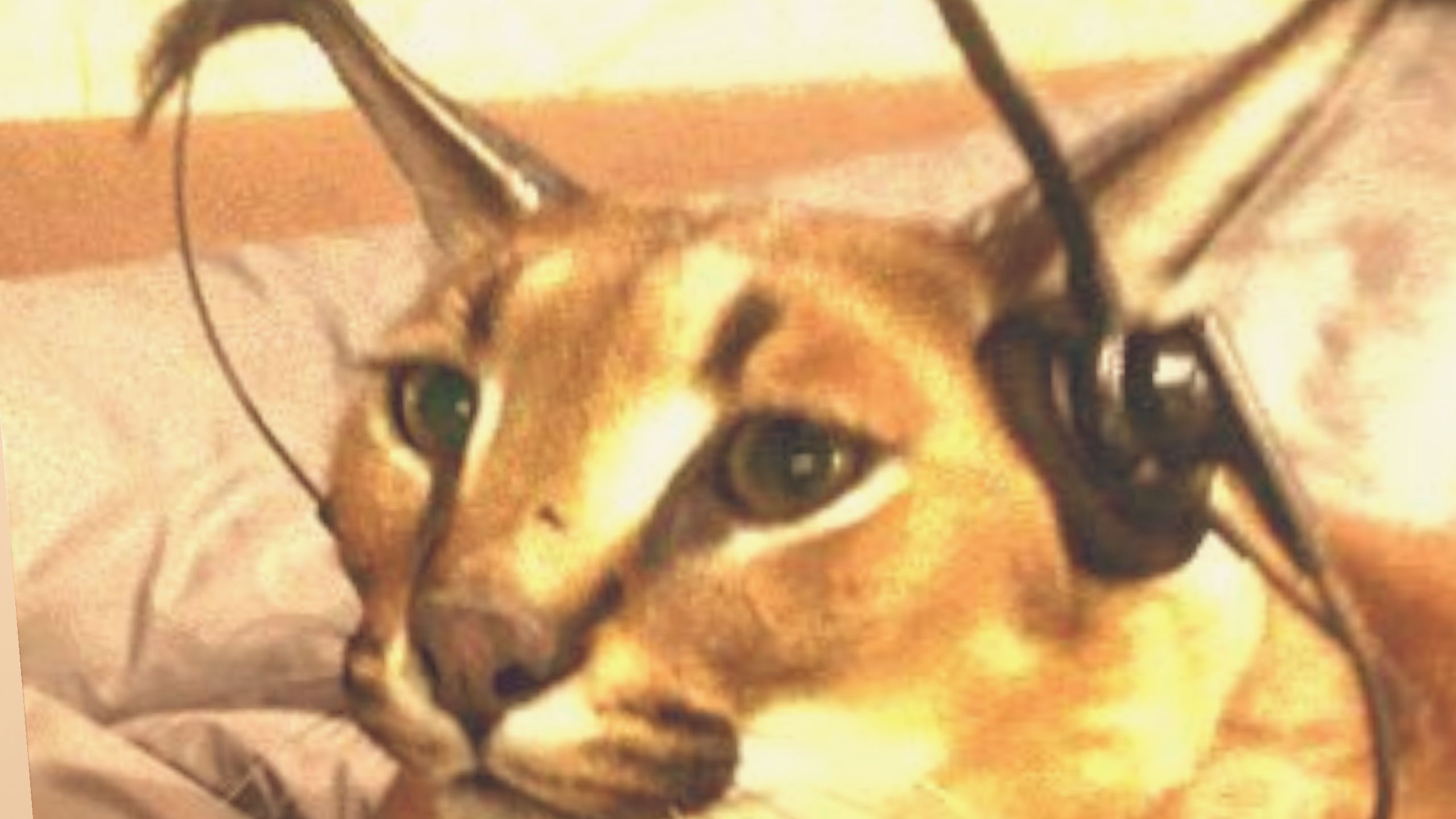 Floppa gaming @Agentnpc's Profile