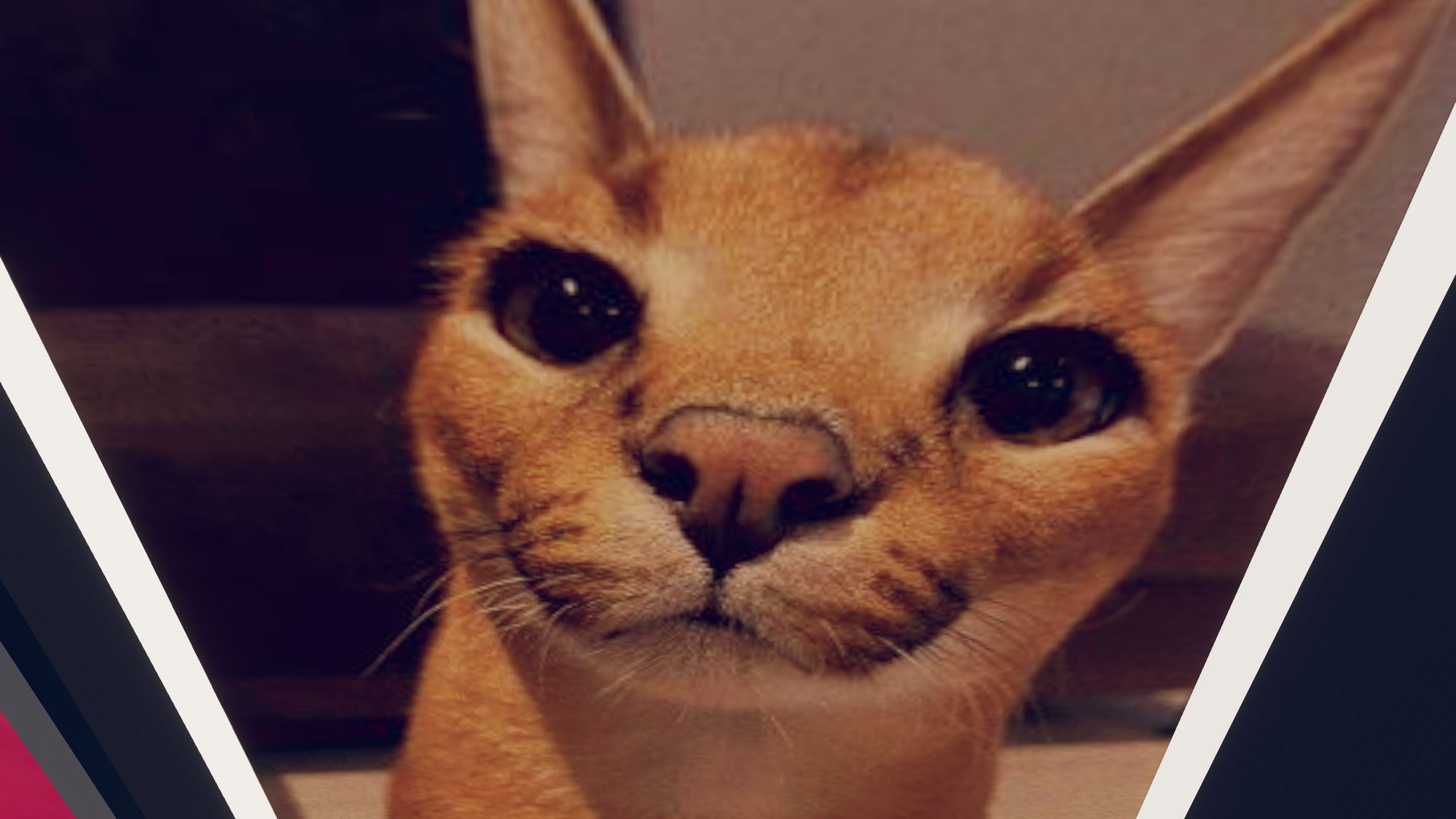 Ashes @PrImE---squidy's Rooms