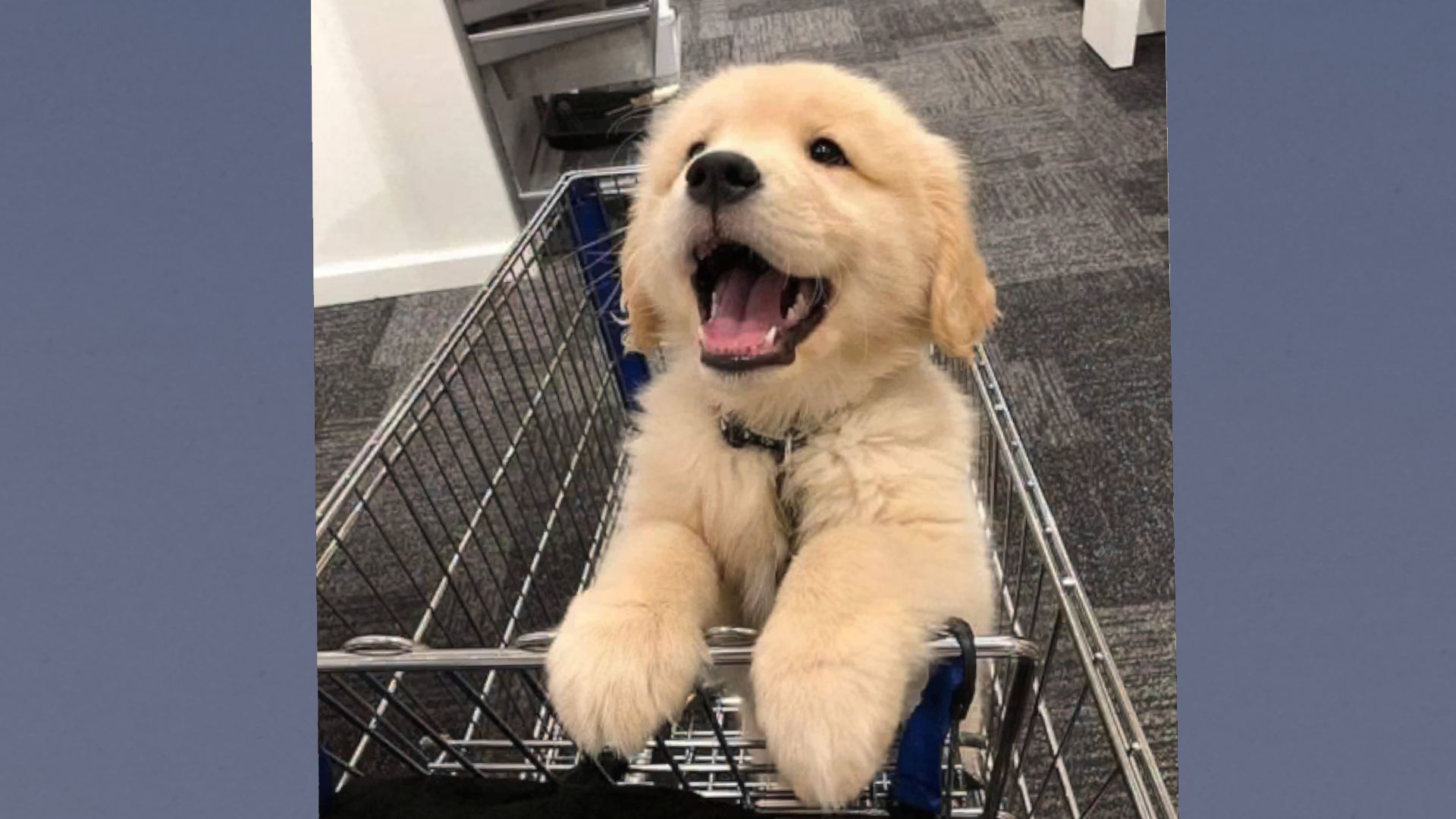 Toxic jr @OFFicialRICO03 ️