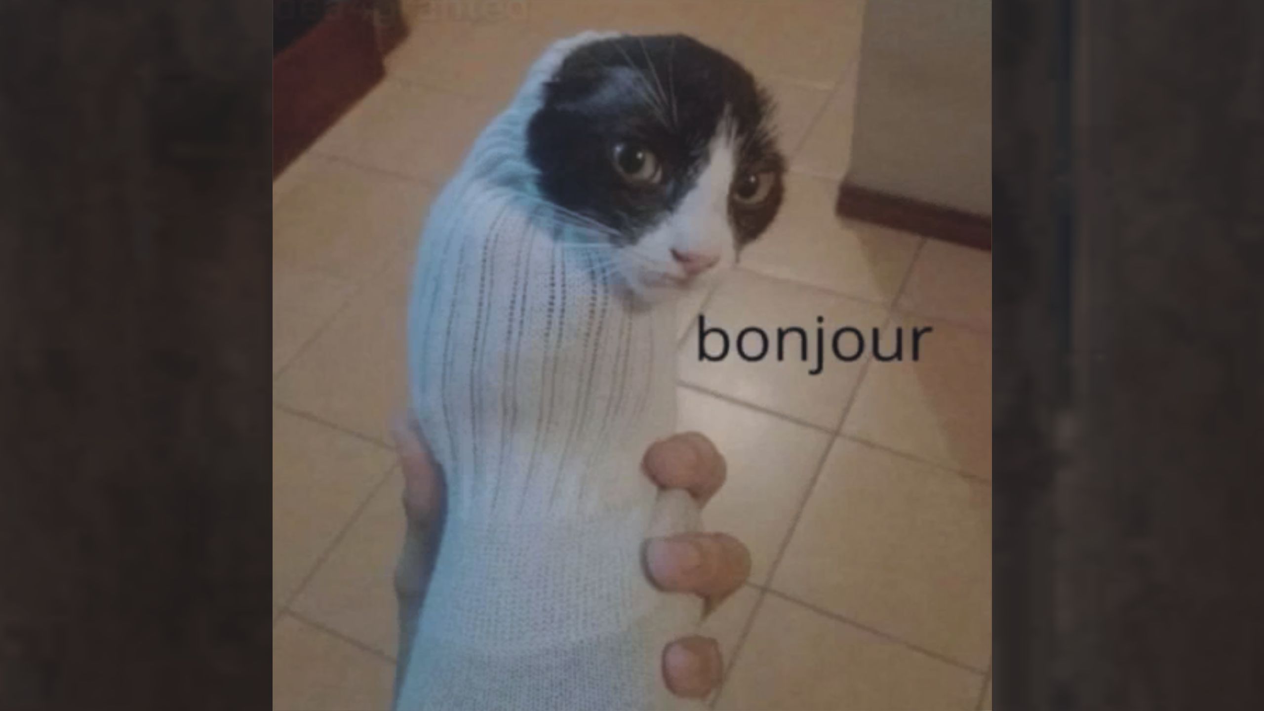 Felix (real) @The_First_Felix