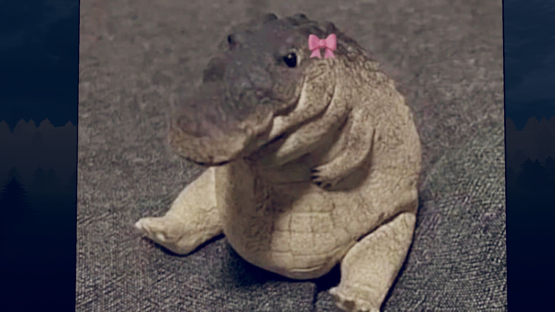 *+solo+* @P-A-N-D-A-Z