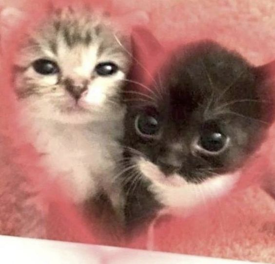 osama @os_18x's Rooms