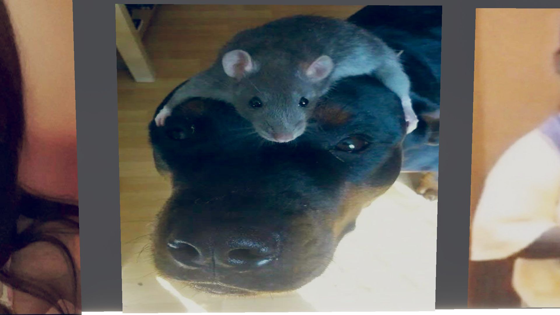 PEANUT @peanut_gaming