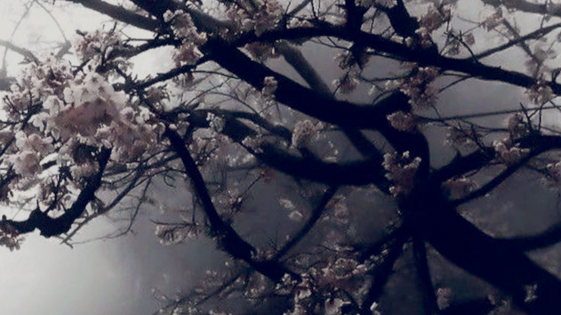 mesi @explicables's Rooms