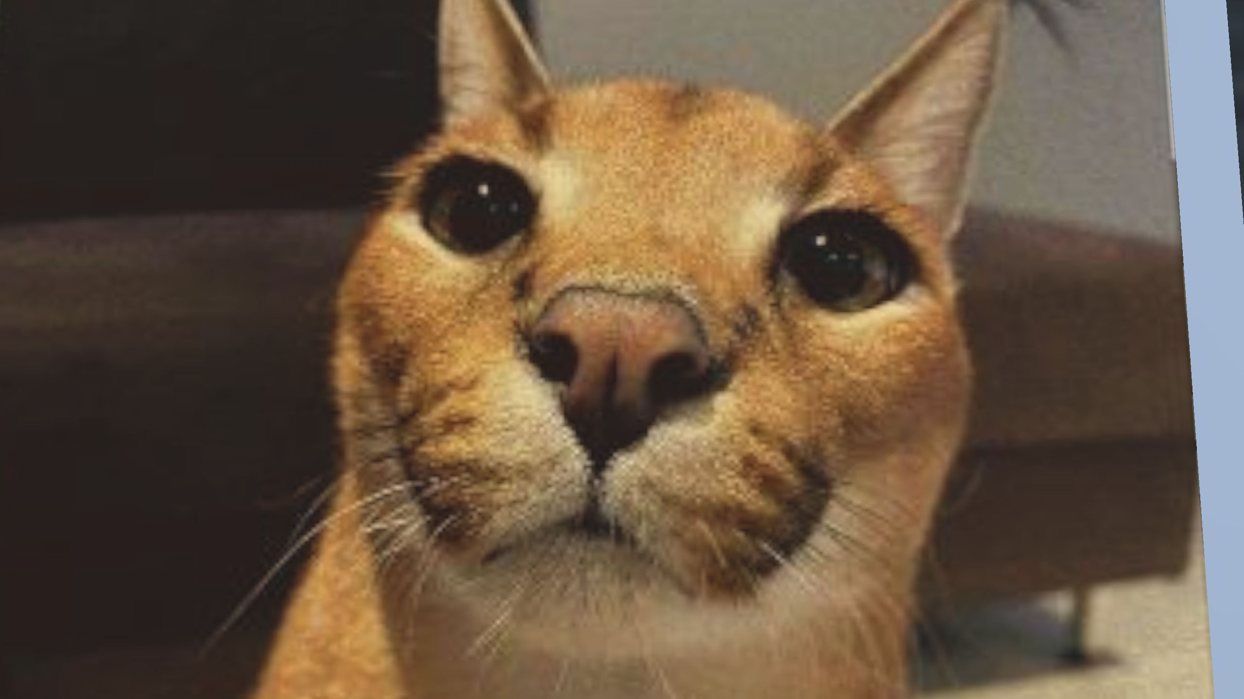 ^Wolf_outline_reborn