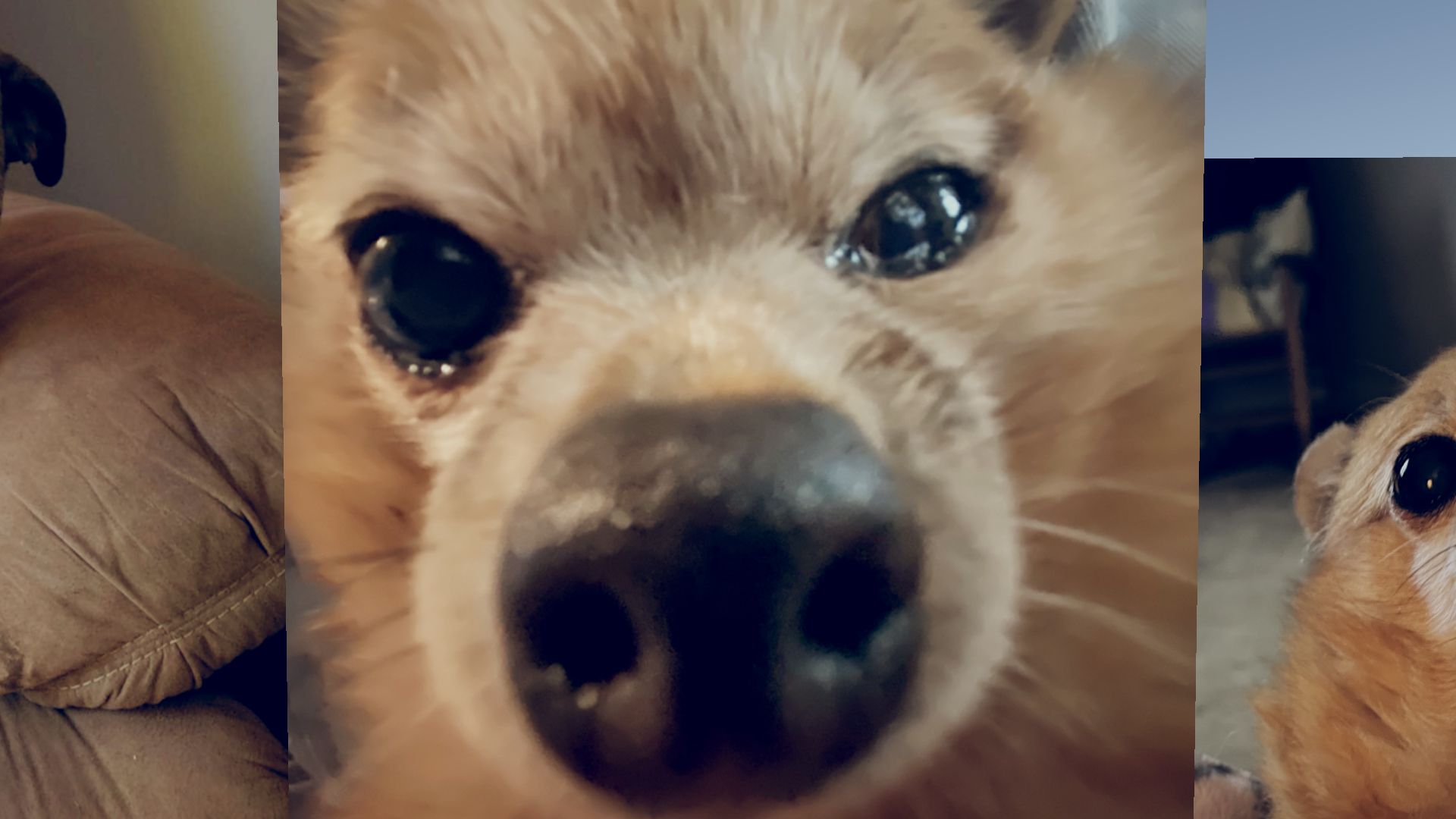 Not nico @ZanyPig8716's Rooms